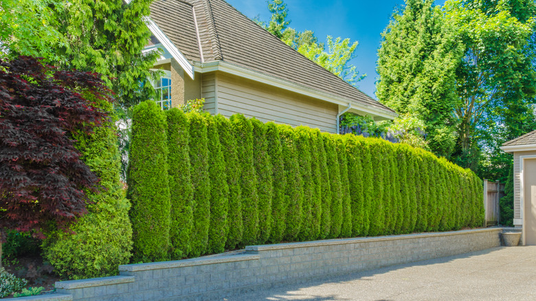 The 12 Fastest-Growing Trees To Plant For Privacy In Your Yard