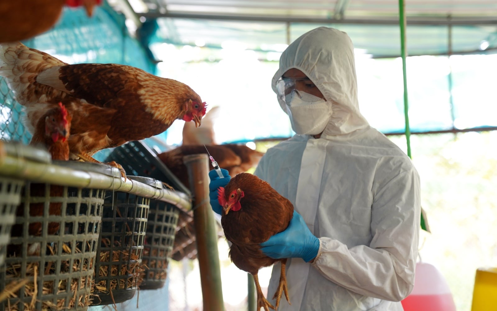 H5N1 Bird Flu's Human Risk Grows with U.S. Death, Animal Spread, and ...