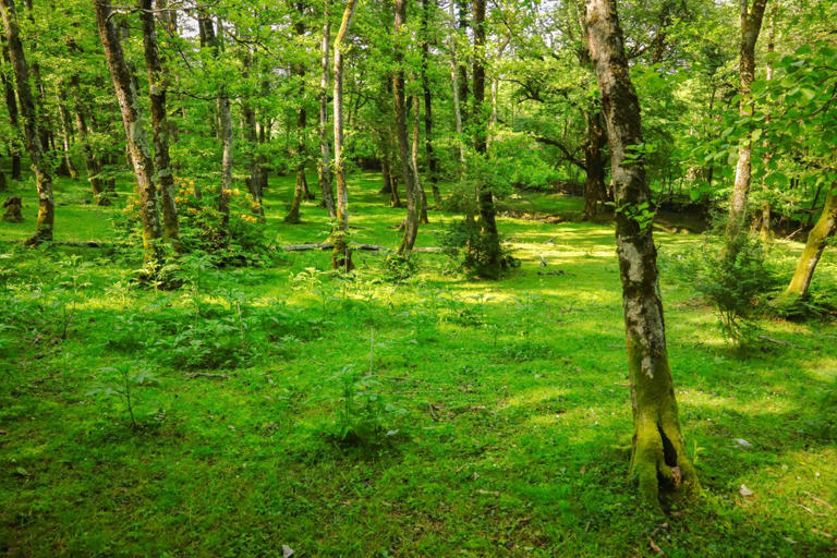 Europe's forest plants thrive best in light-rich, semi-open woodlands ...