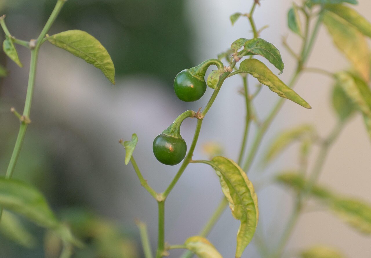 Naga Jolokia: El Chile Picante Fantasma, Propiedades, Cultivo y Usos ...