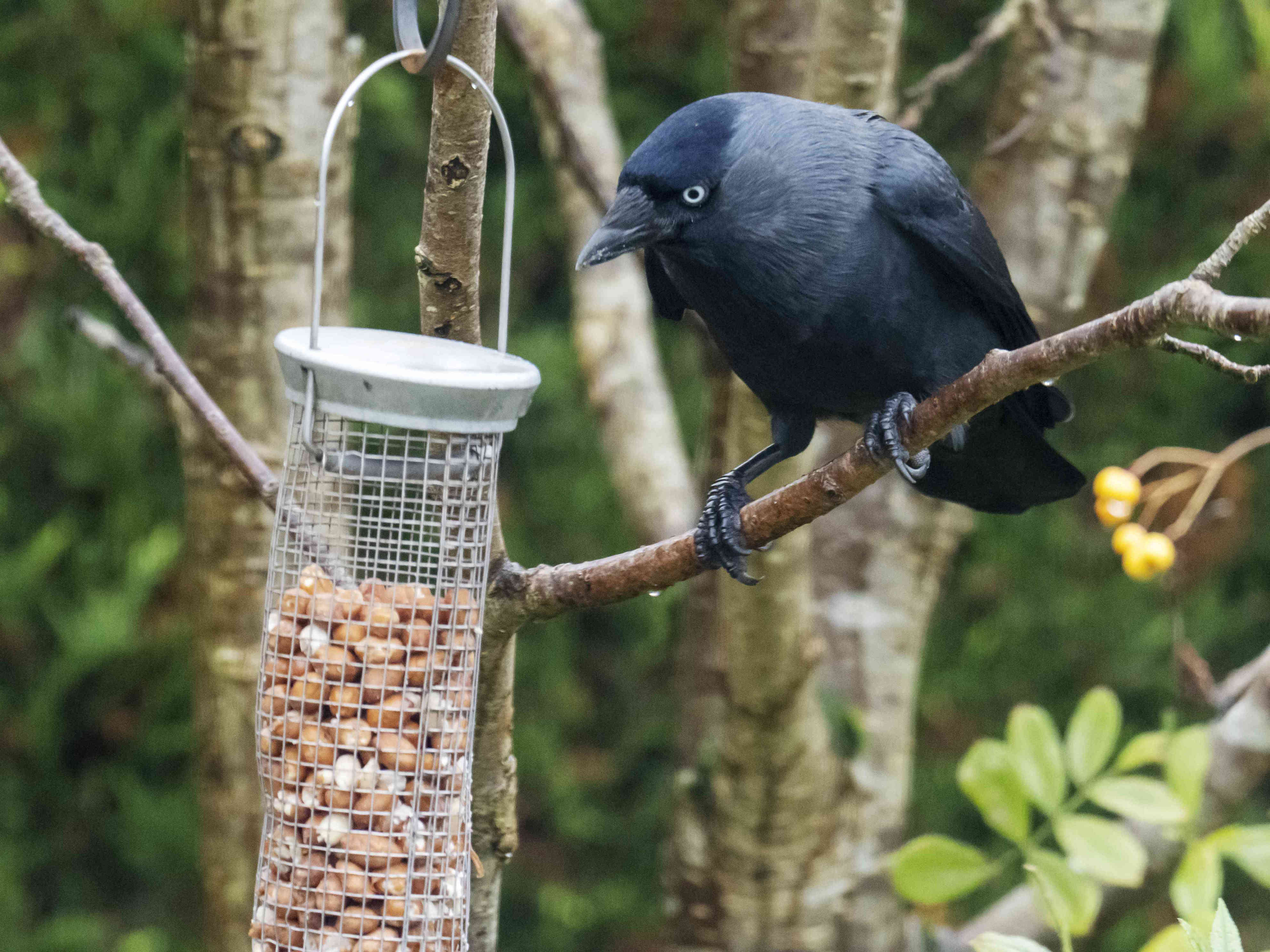 How to Keep Crows Away From Bird Feeders Without Harming Them ...