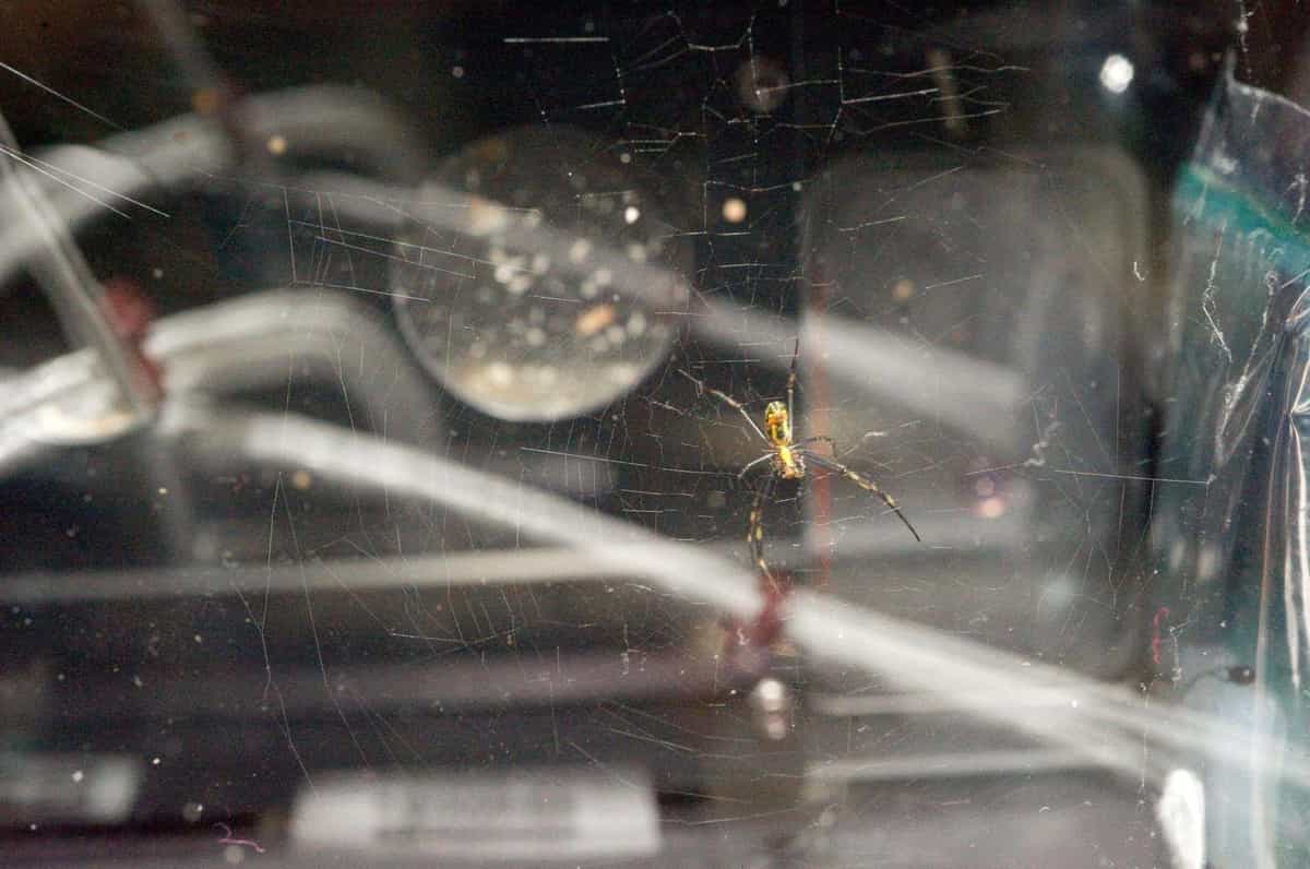 NASA Sent Spiders to Space: What Happened