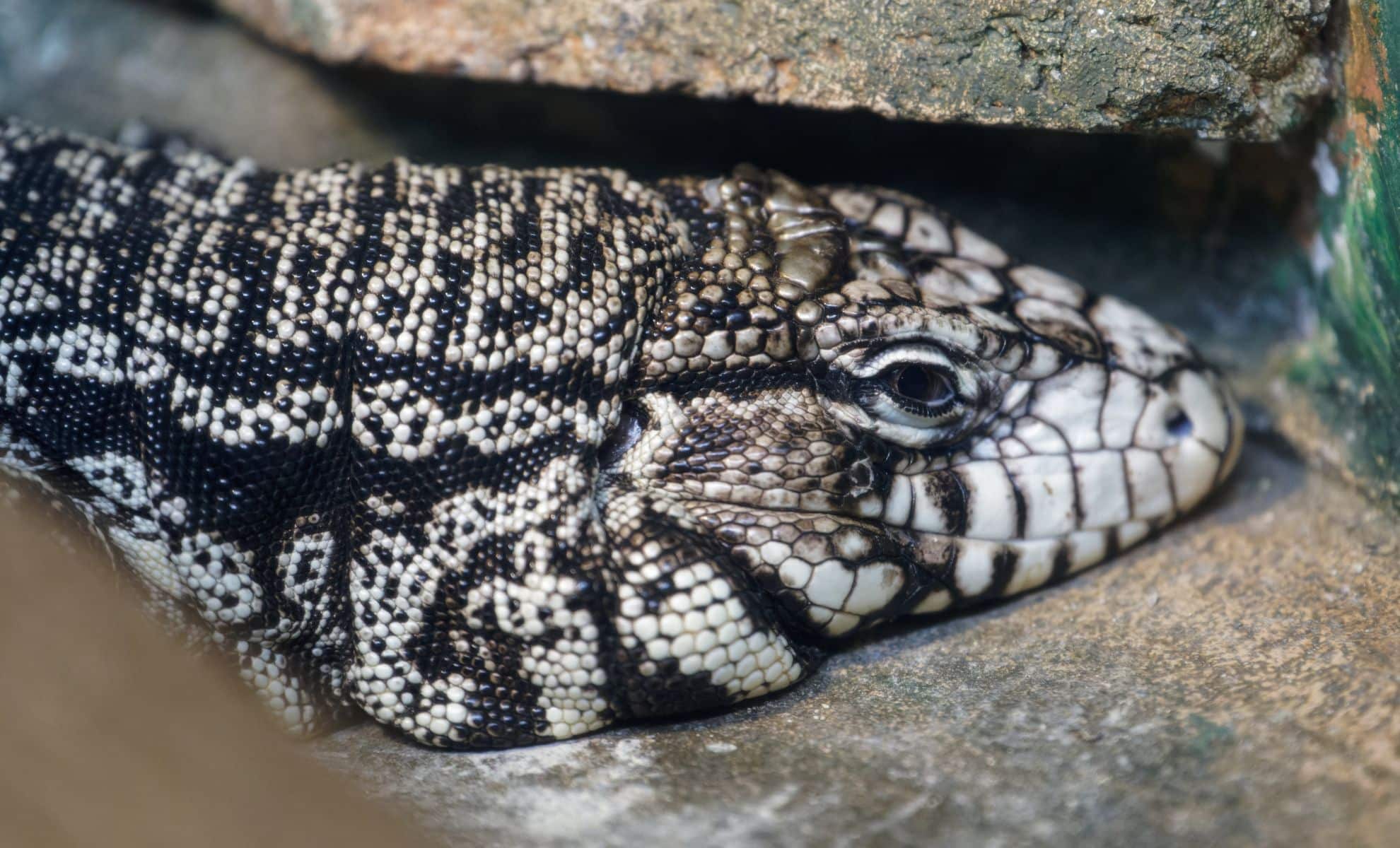 Prehistoric Tegu Fossil Found in the U.S. Reveals Ancient Connection to ...