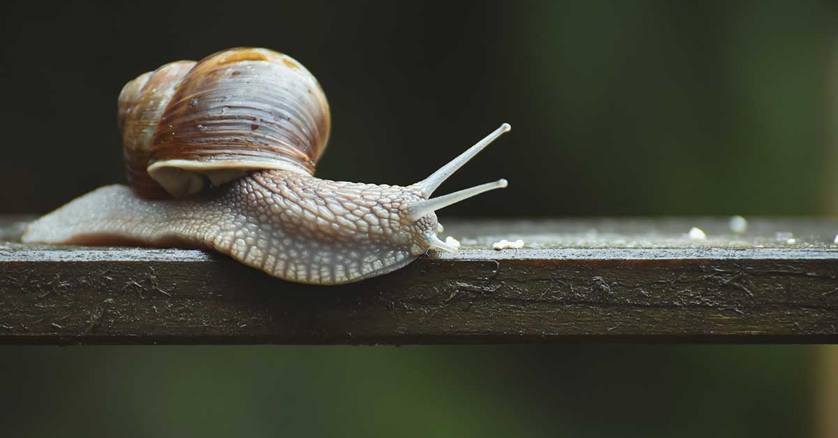 10 Gardening Tips For Preventing Snail Infestations