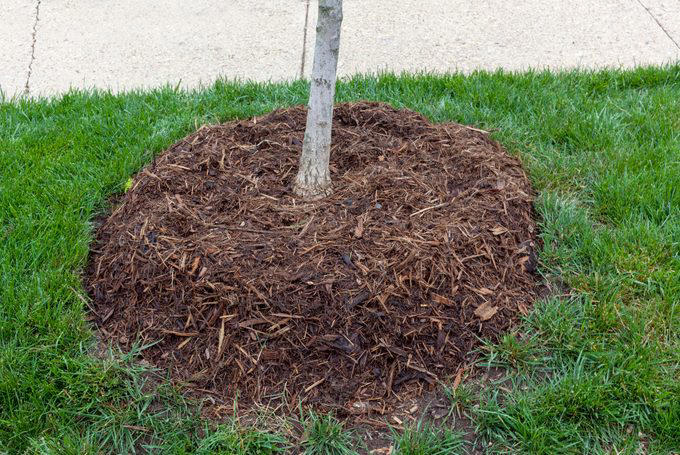 Stop Volcano Mulching — It’s Harmful to Your Trees