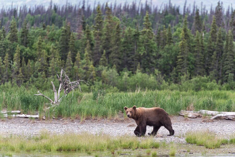 After 11 more bears killed, judge orders stop to Alaska predator ...