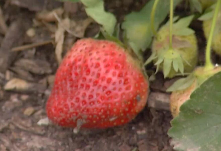 Garden Spot: The strawberry patch