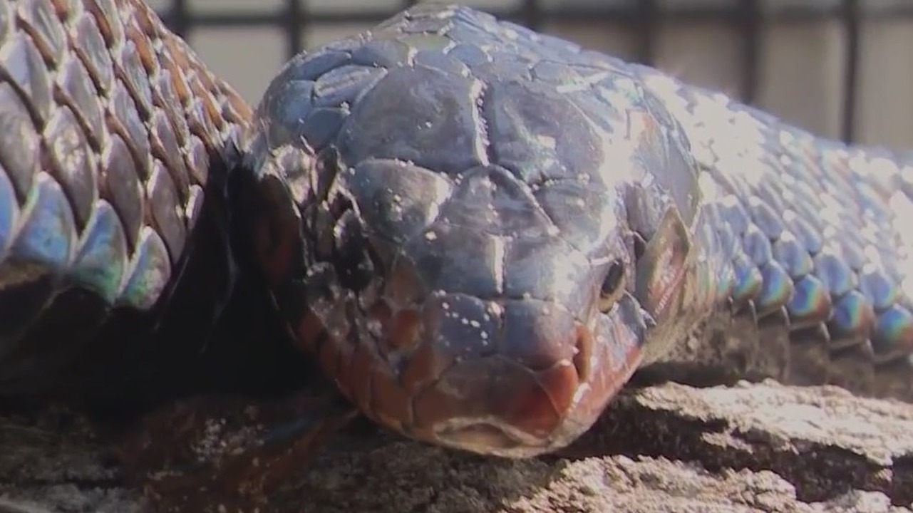 Florida officials release dozens of snakes to eat invasive snakes