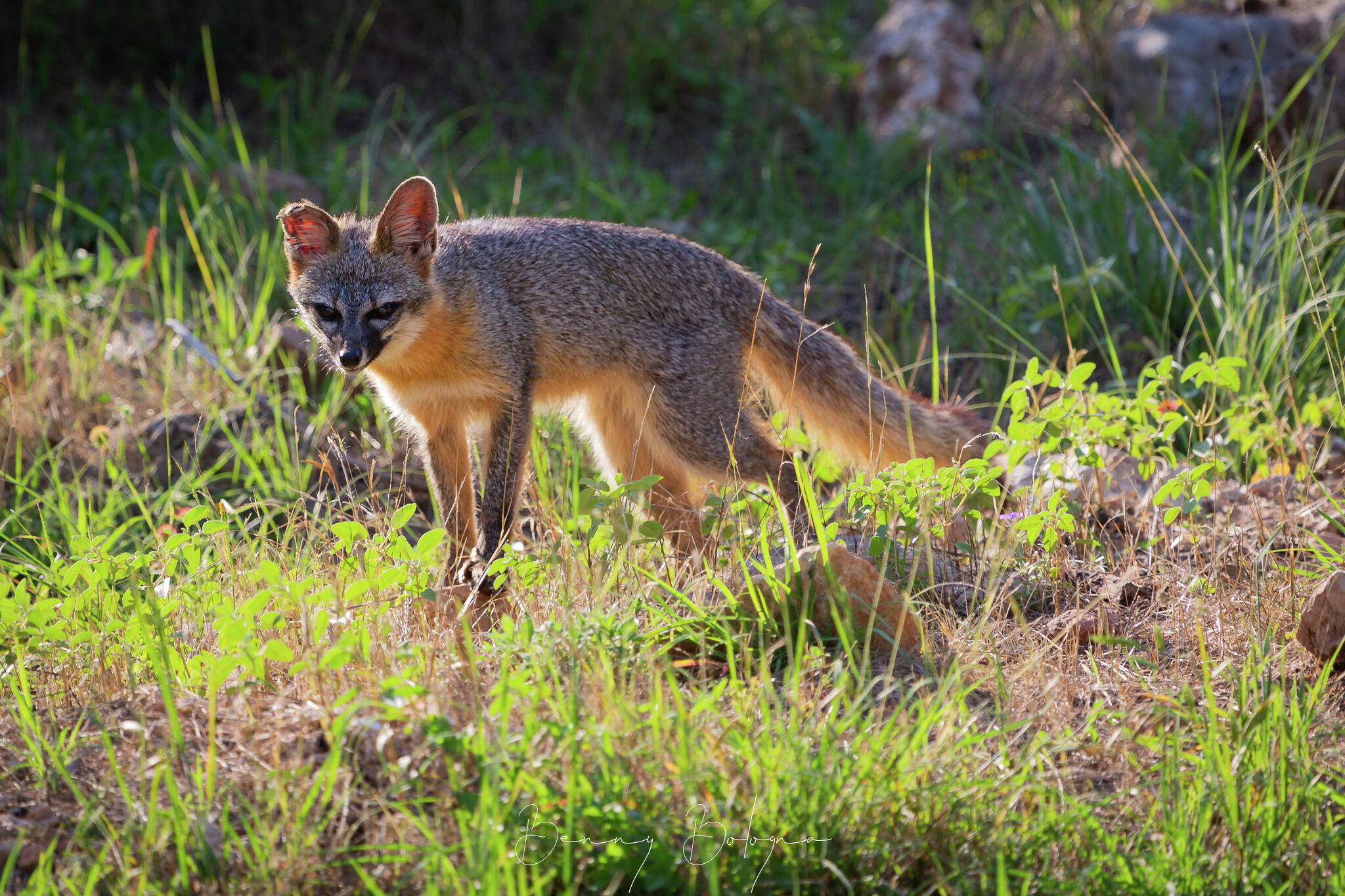 Two fox attacks, one weekend: Texans share story of survival