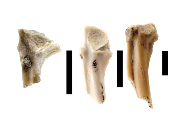 Fossils Show That These Ancient Frog Families Split Apart at Least 55 ...