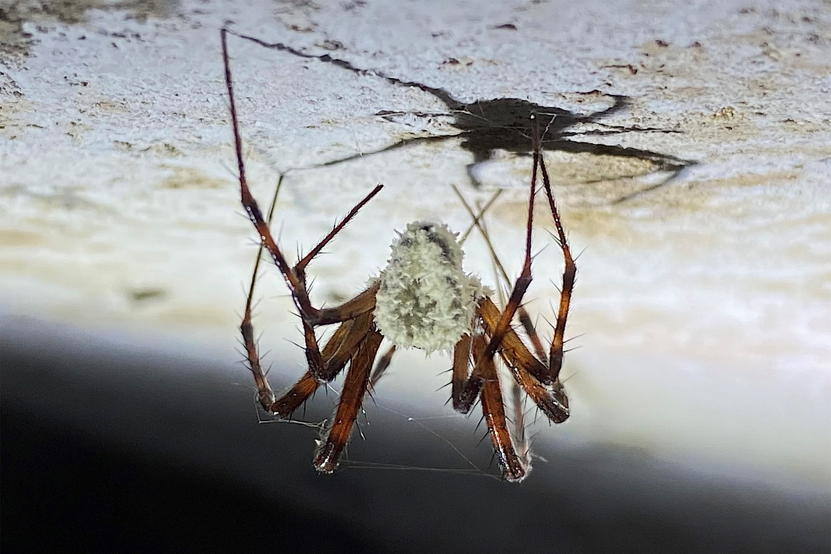 Fungus-encrusted zombie spiders are now being found in America and ...