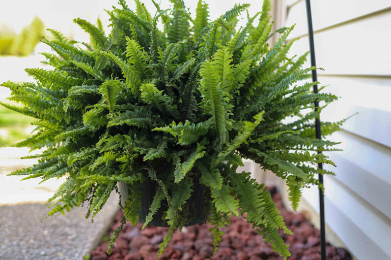 How often to water ferns so they don’t dry out or turn brown