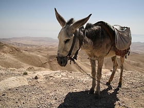 Donkey meat in restaurants? Egypt faces public health fears as numbers ...