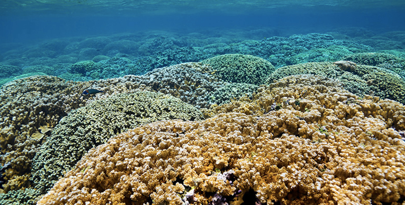 UCSD develops gel to attract coral larvae, encourage growth of reefs