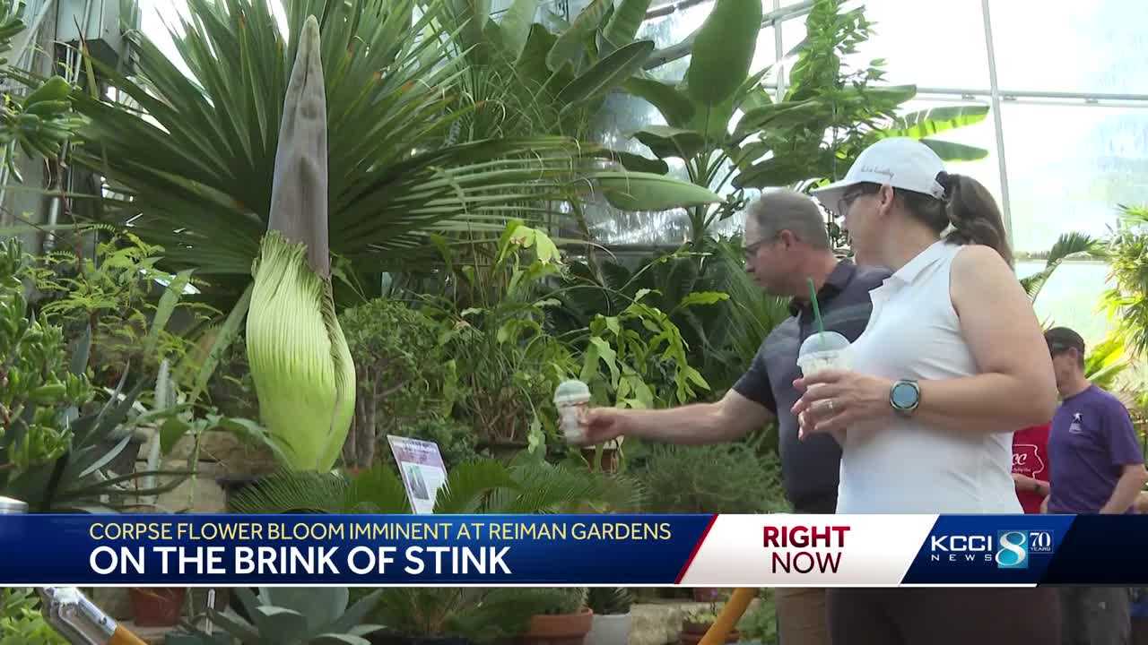 On the brink of stink: Corpse flower bloom imminent at Reiman gardens