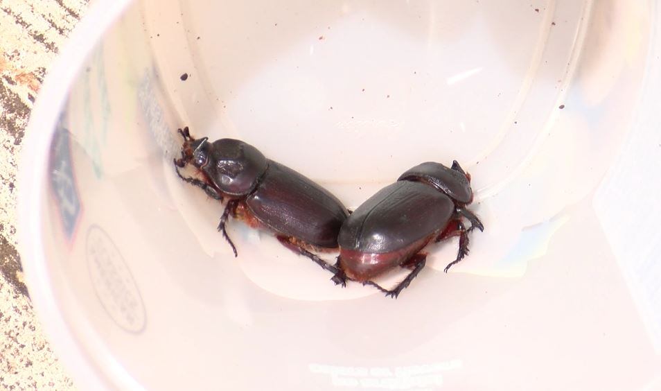 ‘They’re horrible’: Battle continues against invasive beetle attacking ...