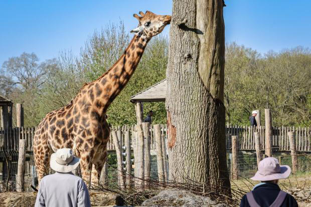 Marwell Wildlife announces new PR and communications partner