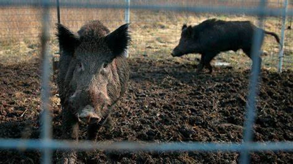 Arkansas declares war on feral hogs with a united front