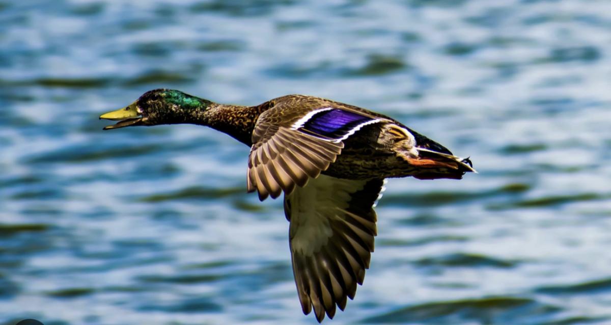Flashé à 52 km/h par un radar dans une zone à 30, un canard colvert ...