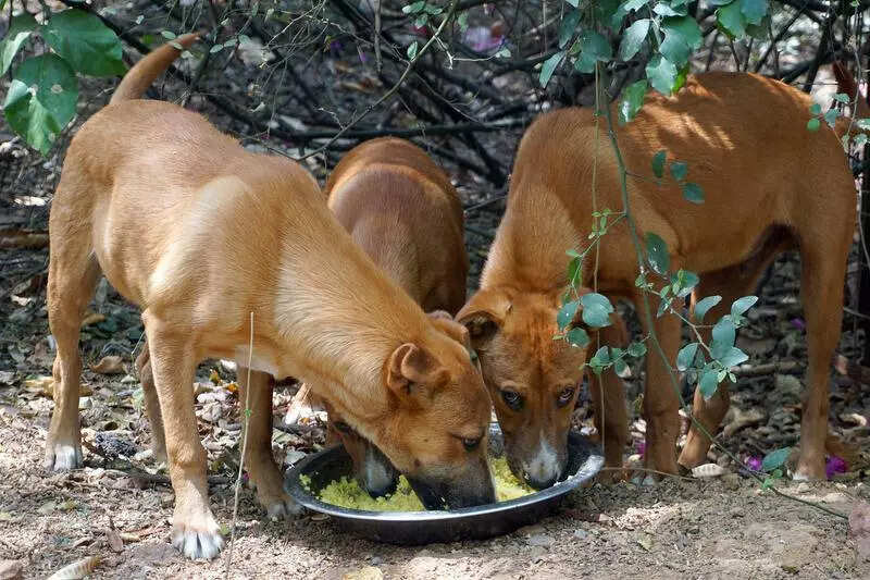 '2,000 bite incidents daily in city': How Delhi’s stray dogs are ...