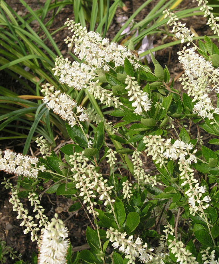 Best fragrant privacy plants – 5 scented perennials and shrubs to ...