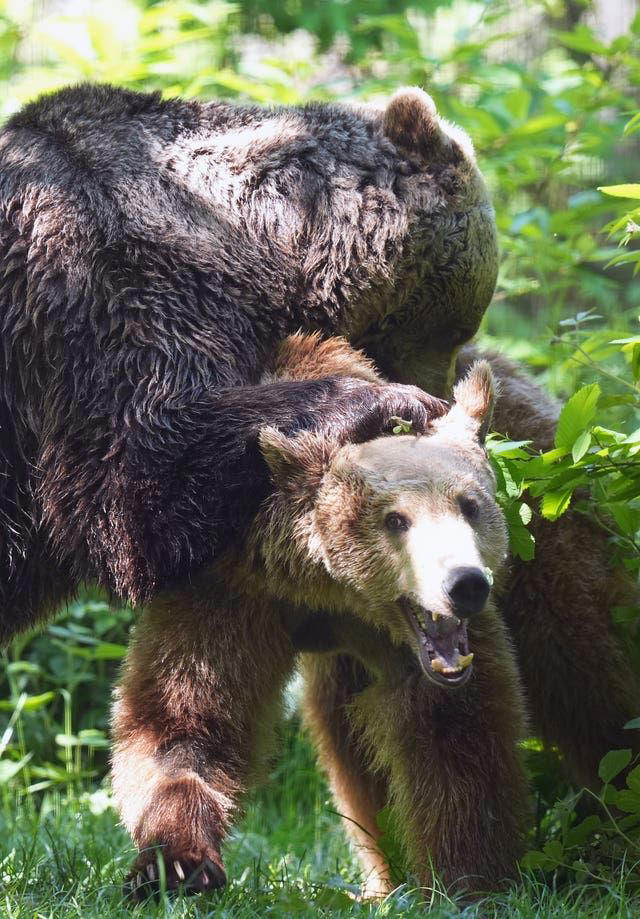 Boki the Bear rejoins playmates after life-saving brain surgery