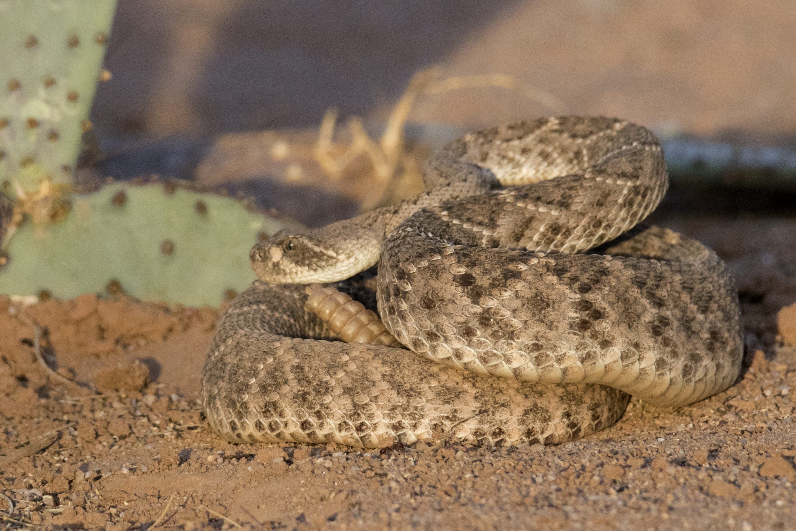 Unusual-looking rattlesnake found in Arizona backyard: 'This is a first'