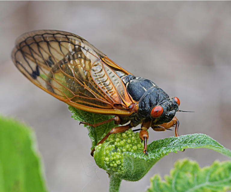 Why are there so many cicadas? If your home feels under attack in 2025 ...