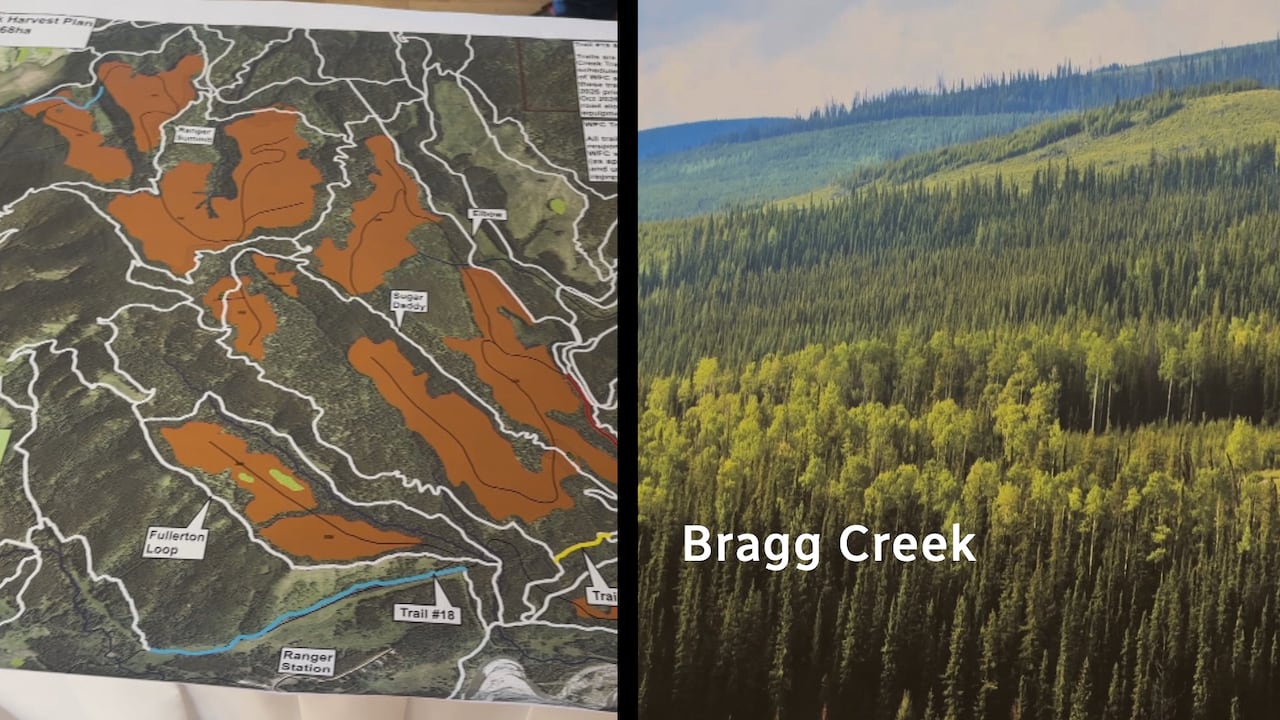 Logging plans west of Calgary divide some recreational users