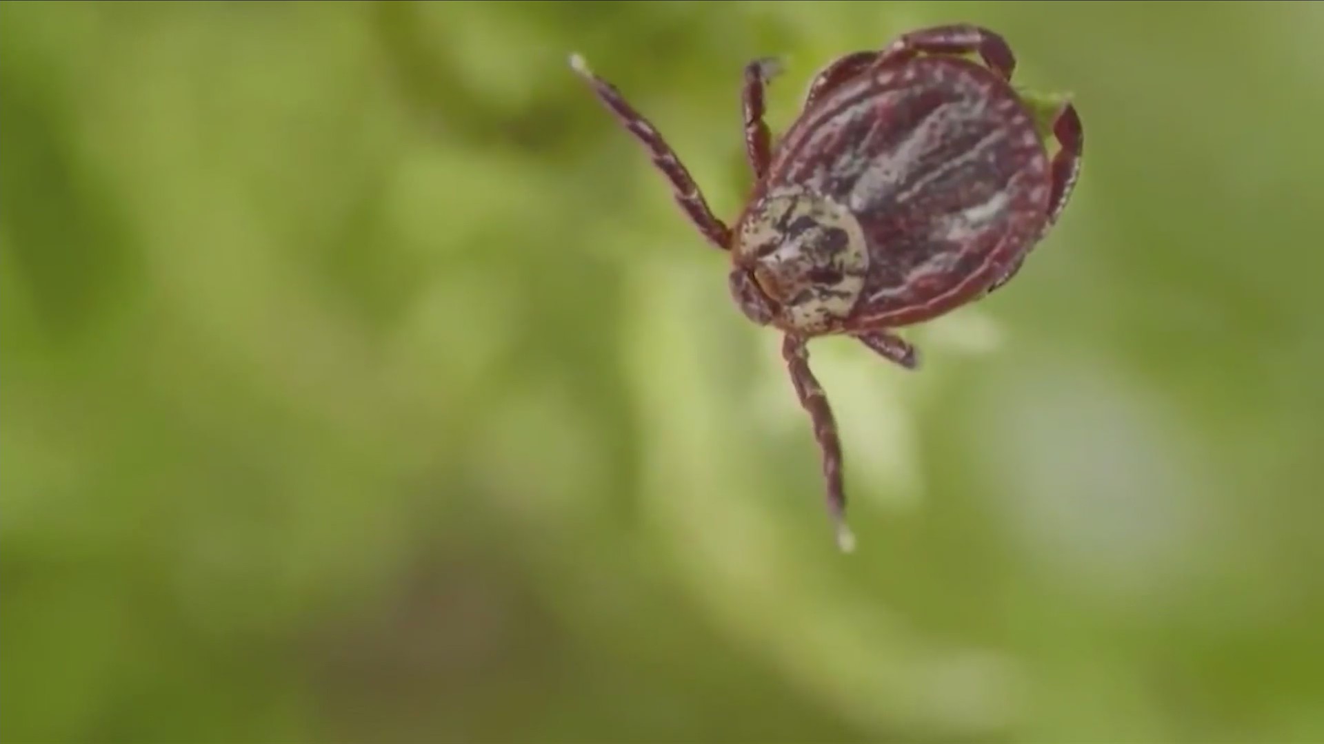 Alpha Gal risks from tick bites