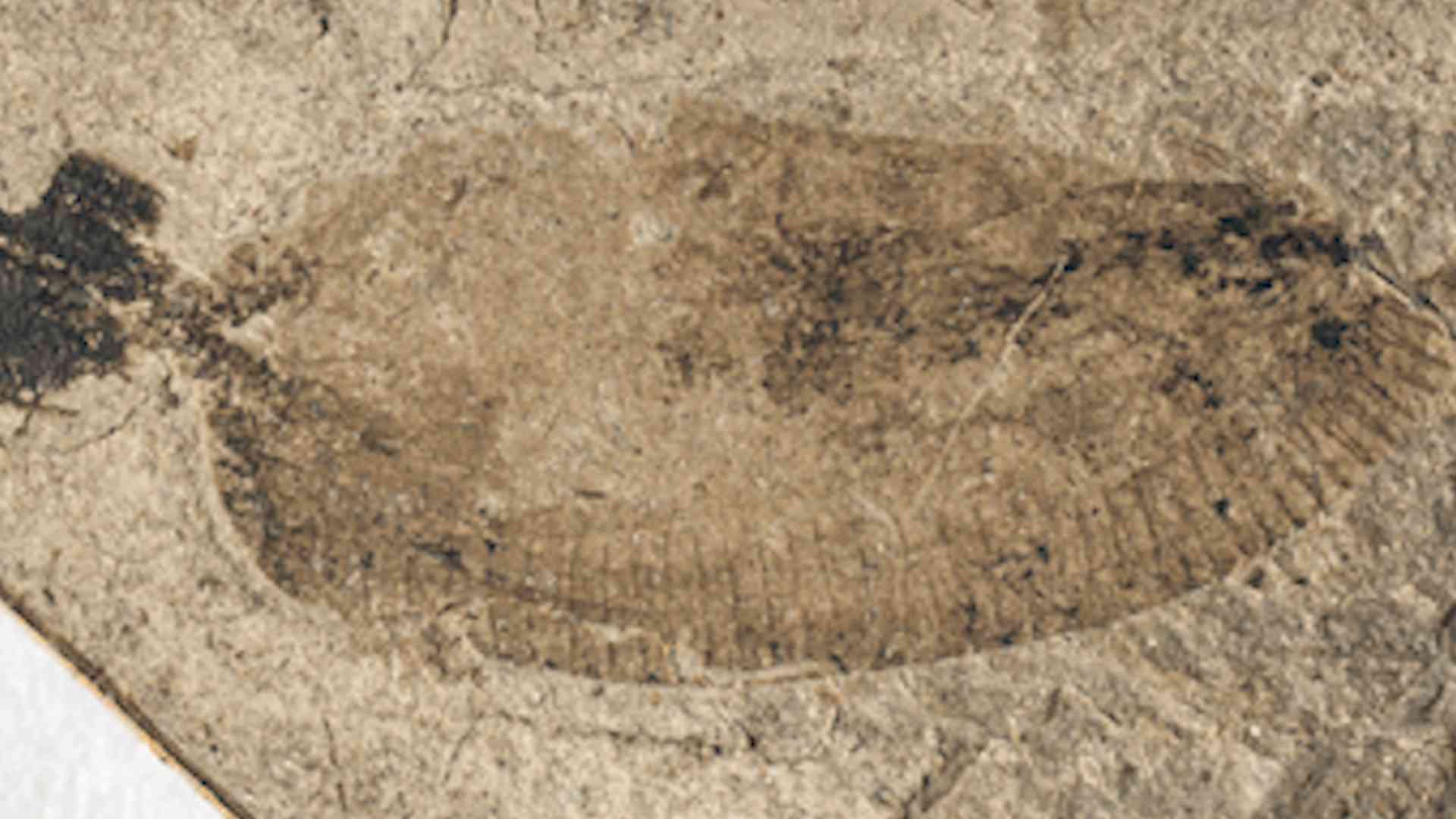 165 Million Years Old ANCIENT Parasite Discovered in Jurassic ...