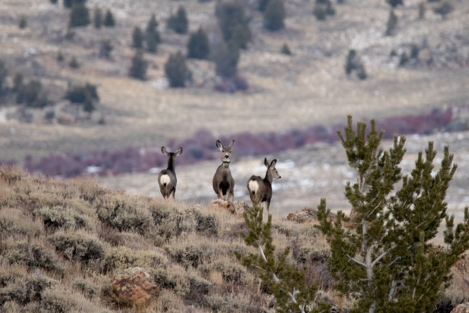 Trump’s ‘liquidation plans’ could wipe out Wyoming research group ...