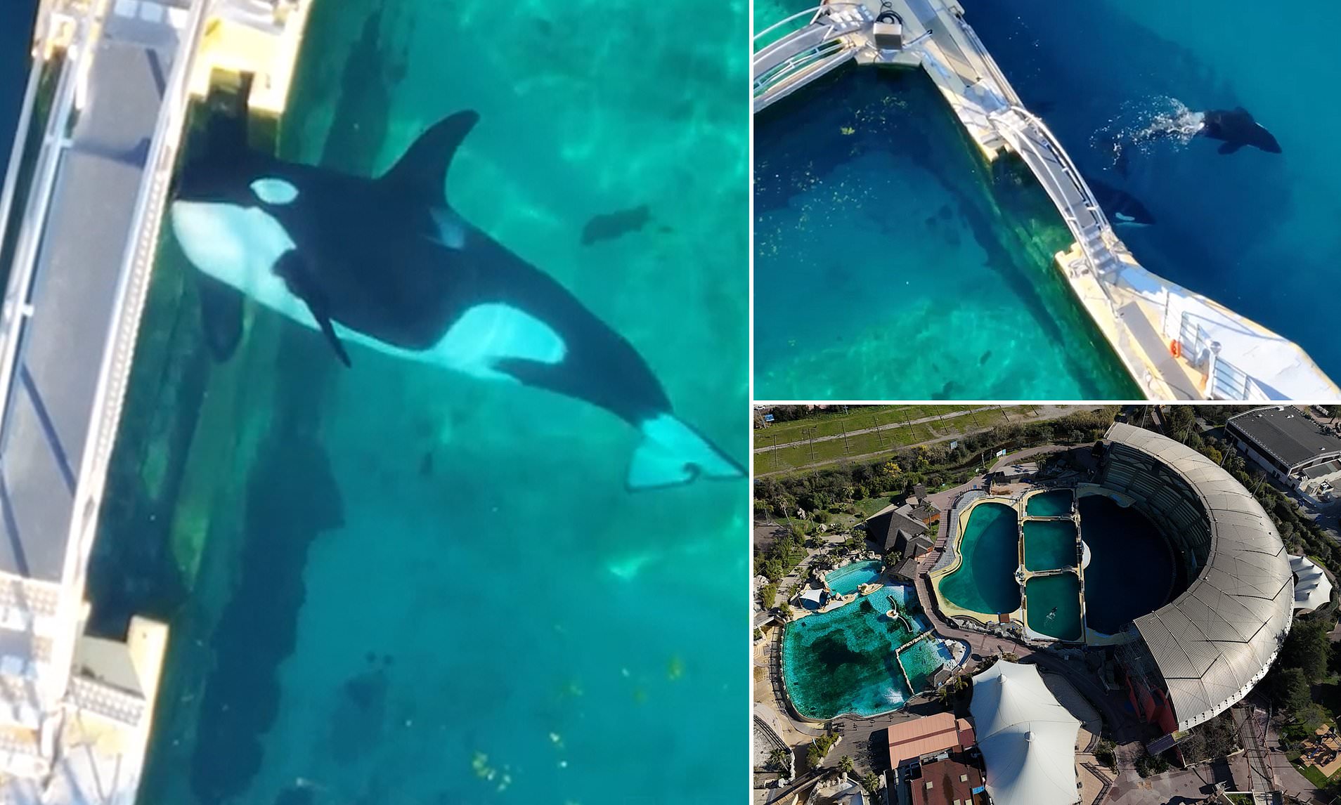 Misery of the abandoned orcas: Killer whales and dolphins are left ...