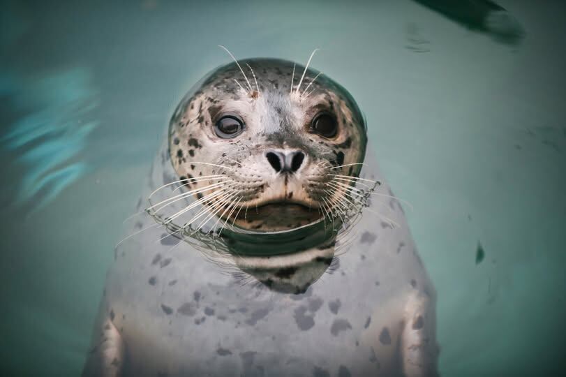 Point Defiance Zoo & Aquarium mourns the loss of 12-year-old harbor ...