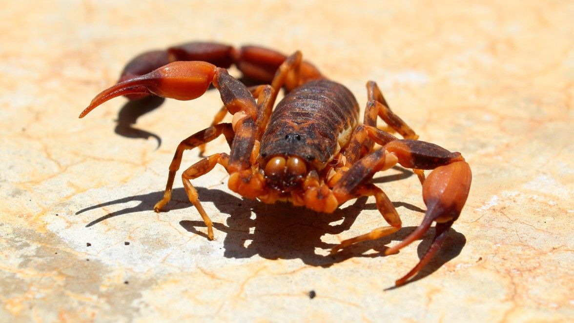 Brazil has a scorpion problem