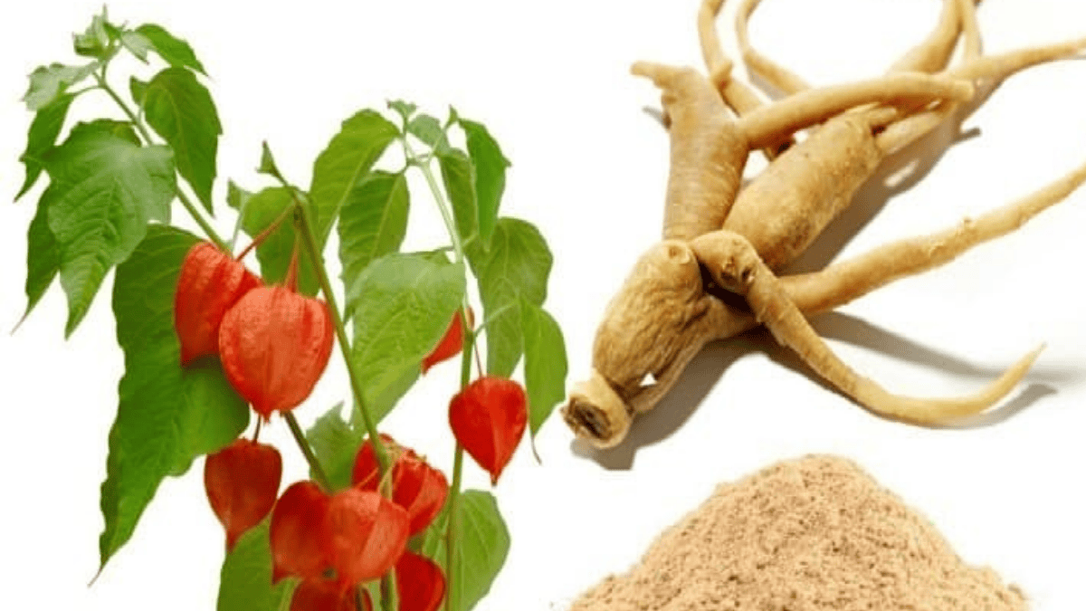 Ashwagandha: El Súper aliado natural para tu fuerza, resistencia... ¡y ...