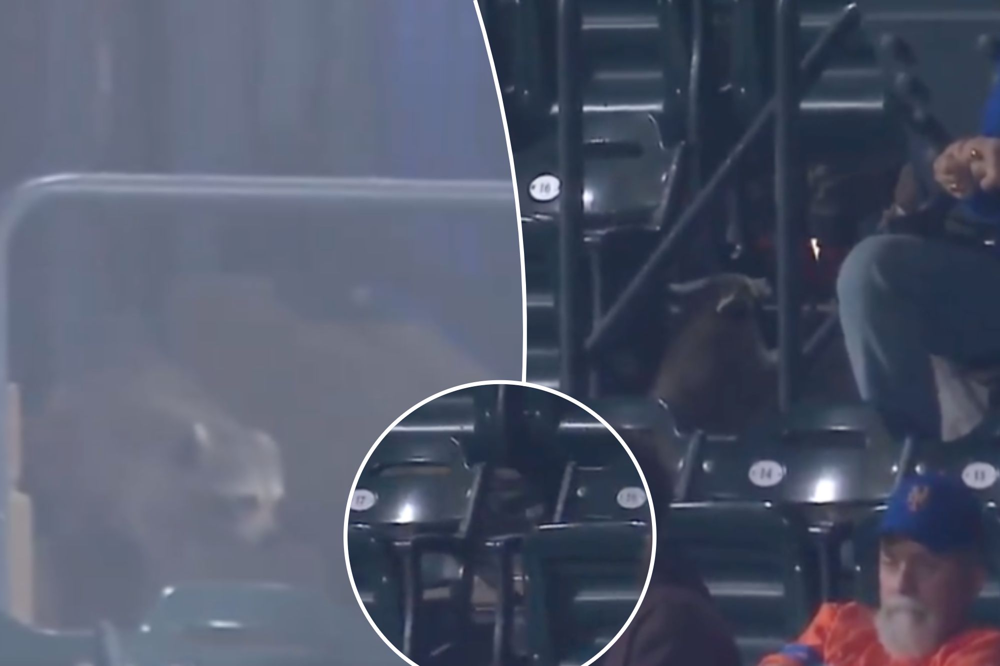 Raccoon invades Citi Field during Mets-Pirates game: ‘I’m scared’