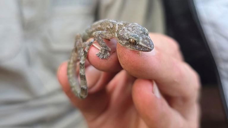 Scientists thought this gecko was extinct or didn't exist. Now it's ...