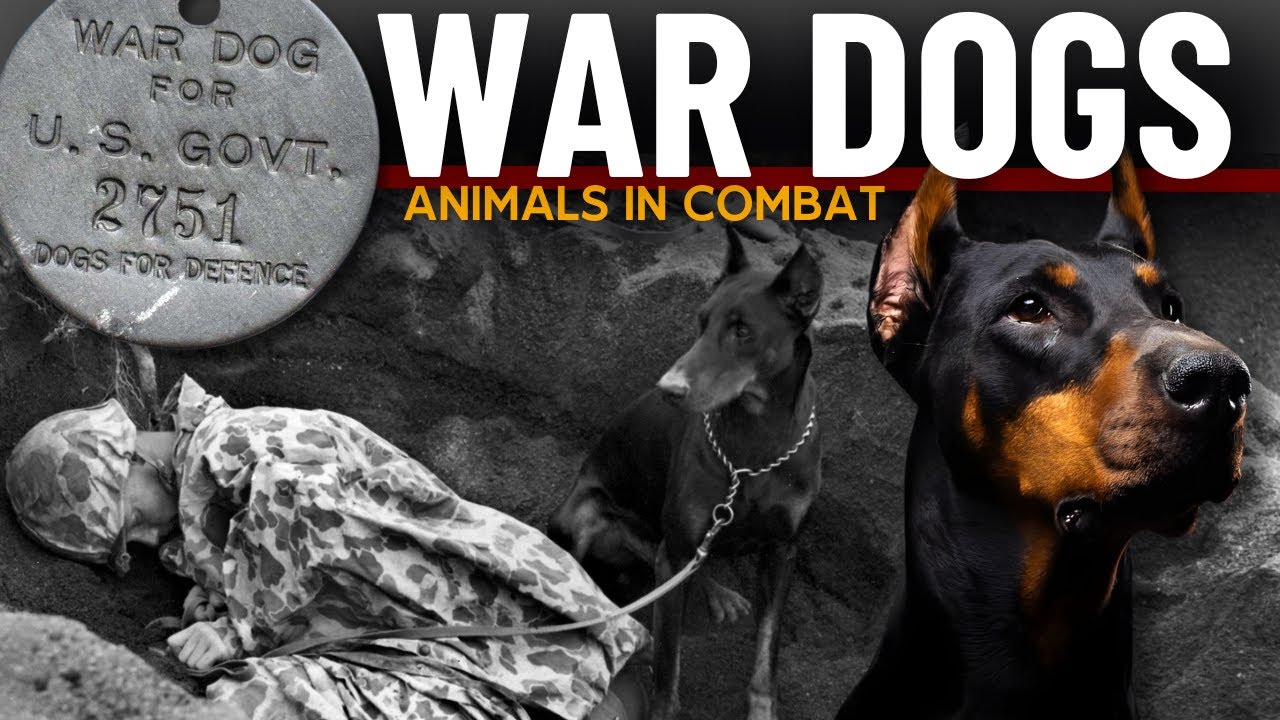 War Dogs: The Unsung Heroes of WWII