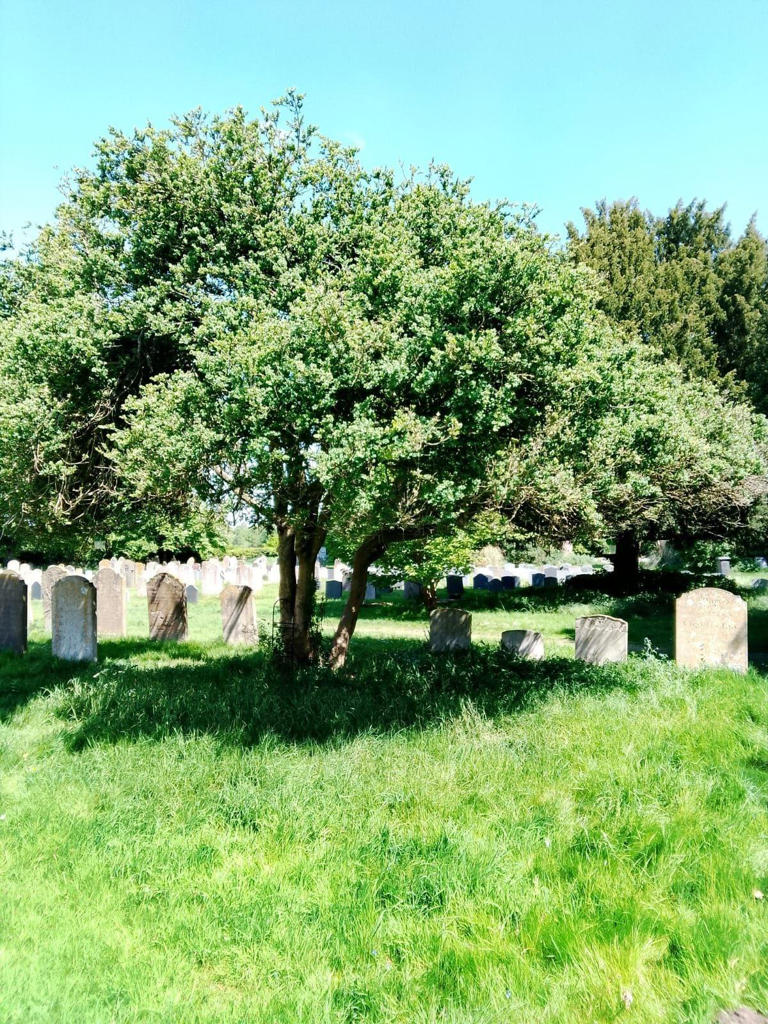 The Churchyard of St. Mary’s – A place of life