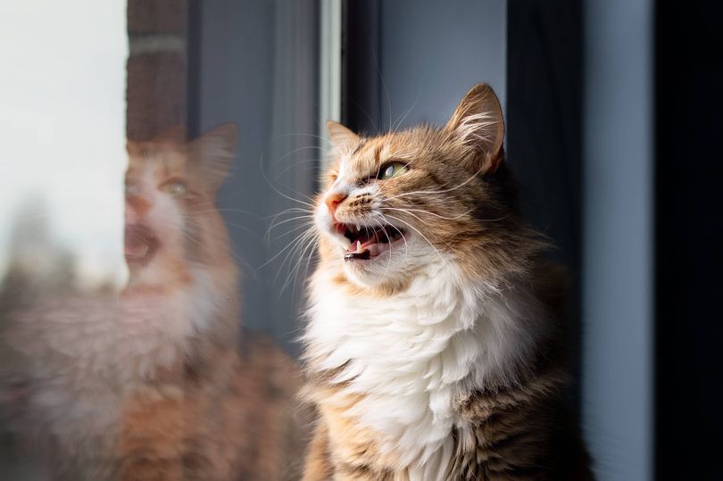 Why cats make 'strange chattering' sound when they see birds