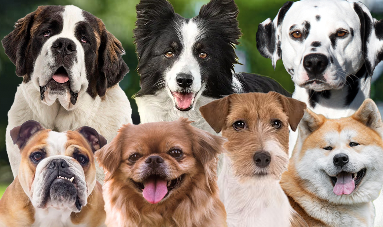 The Toughest Dog Breeds For New Pet Owners