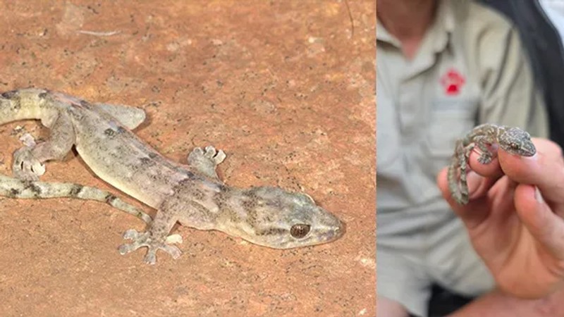 'Lost' Gecko species rediscovered after more than 30 years