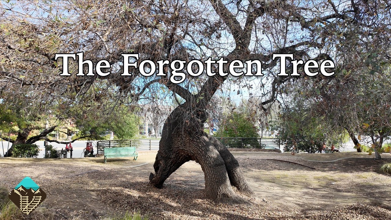 Lost in Time: The Story Behind the Historic Signal Tree