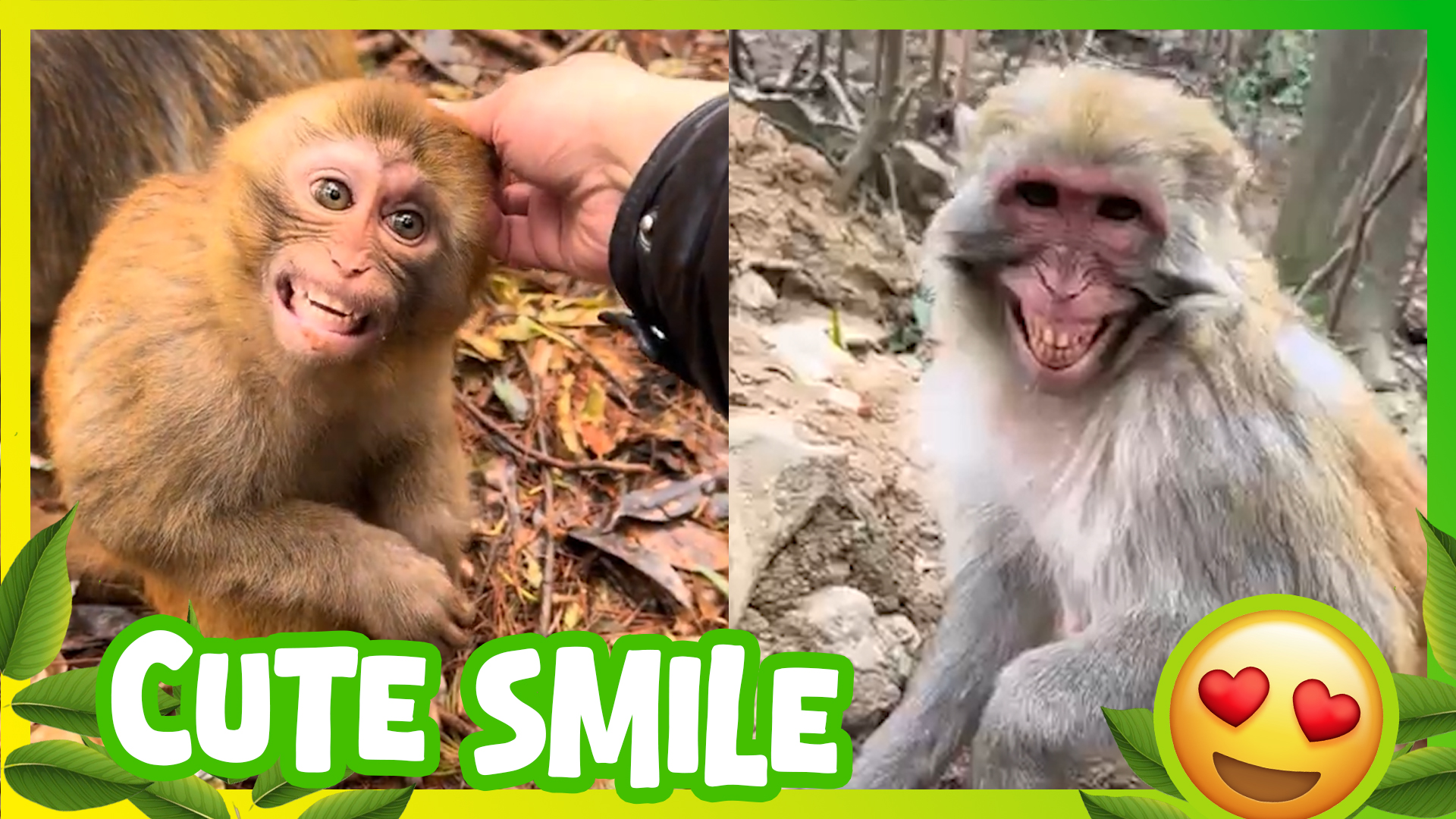 Monkey’s Cute Smile Melts Hearts 🐵😊 | Adorable and Funny Moments