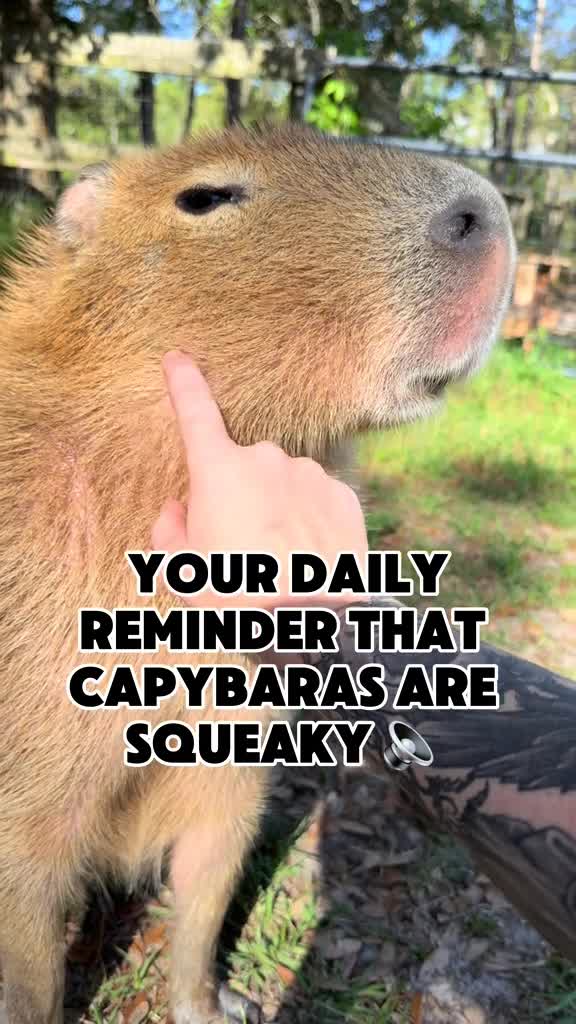 Cheesecake the Capybara Nonstop Happy Noises & Vocal Antics!