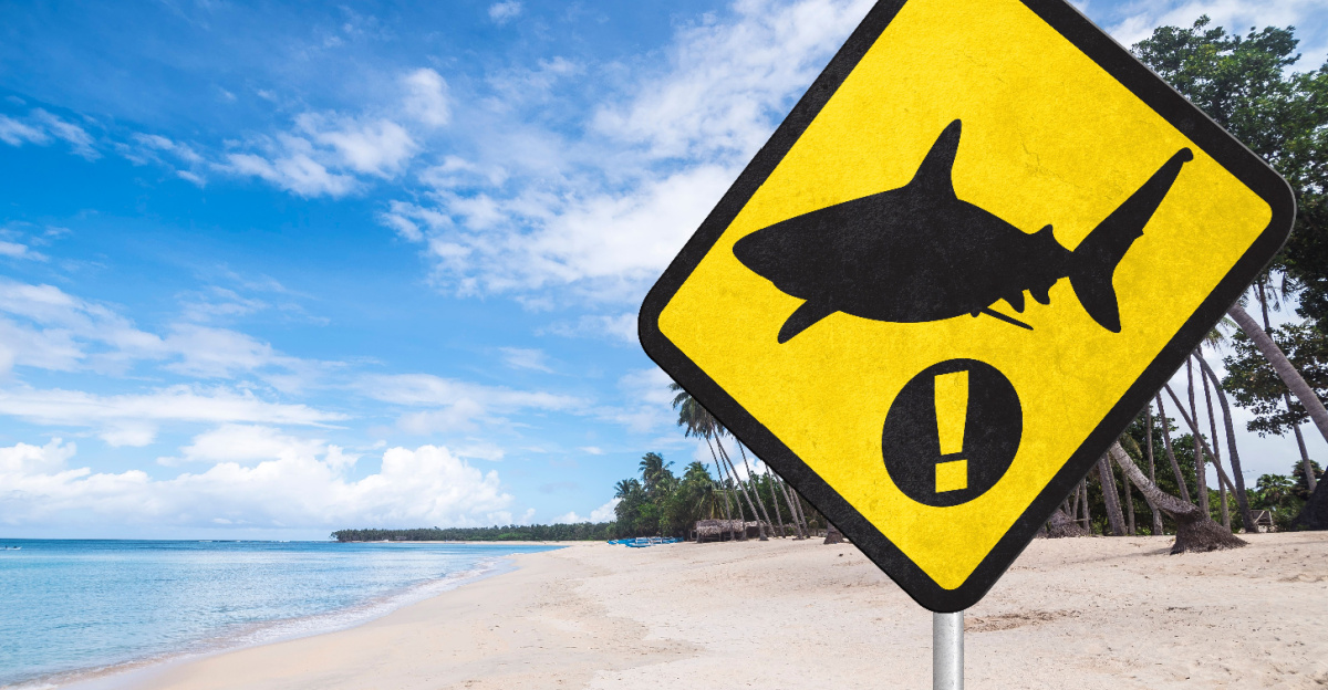 Shark Attack Leaves Swimmer in Critical Condition Off Australia’s ...