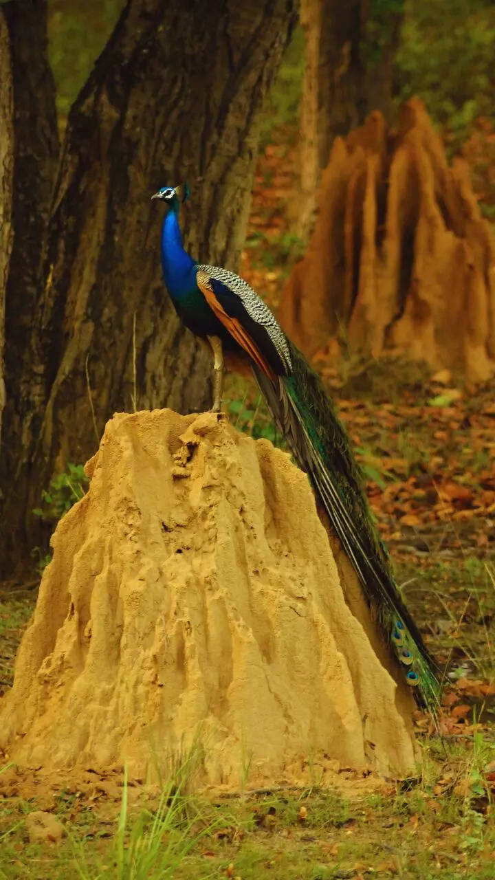 12 iconic state birds of India you need to know