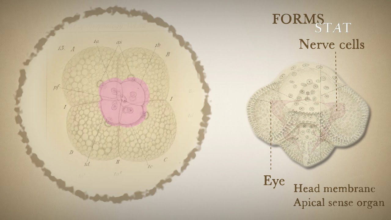 Drawing life as it begins