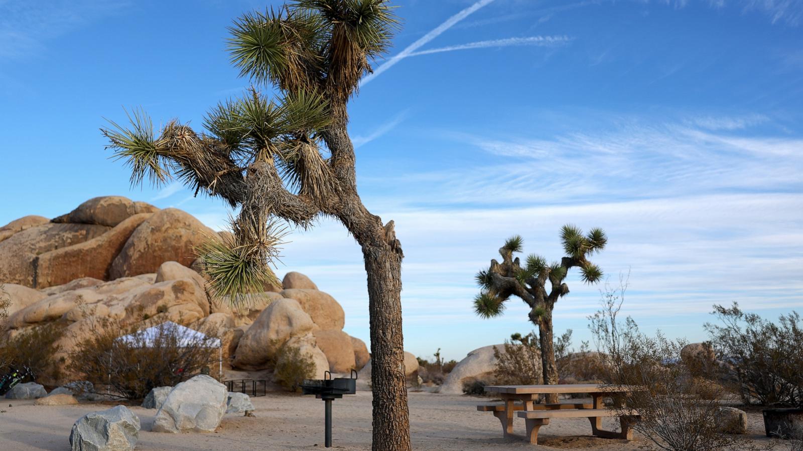 Court rules that Joshua tree should have protections